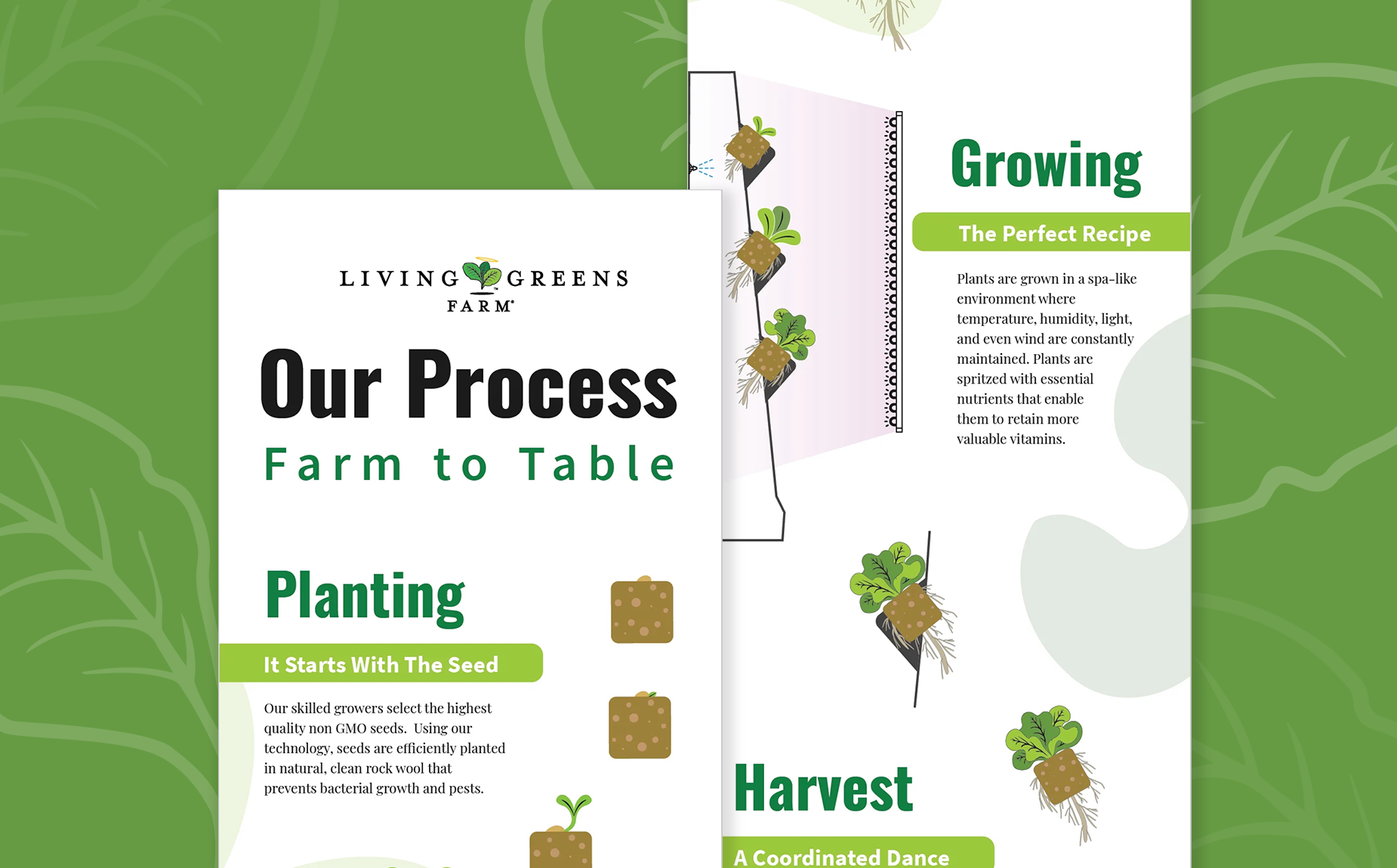 Our process farm to table [Infographic]