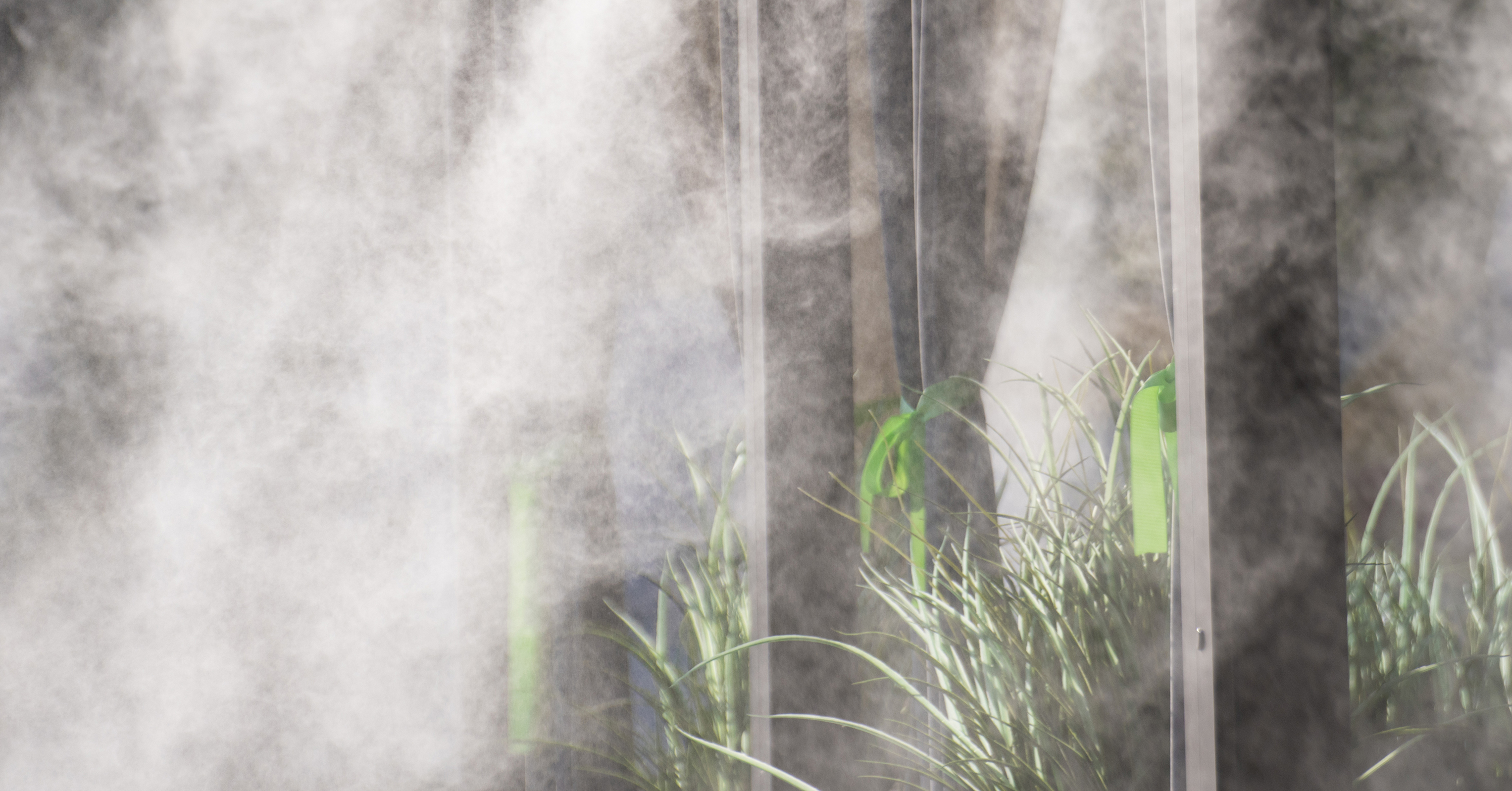 Plants Talk: The Magic of the Mist